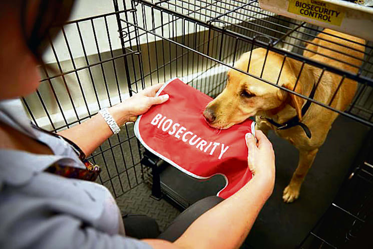 Dogs, biosecurity, traceability systems get multi-million-dollar boost