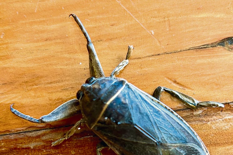 The Beauty of Life - the Electric Light Bug