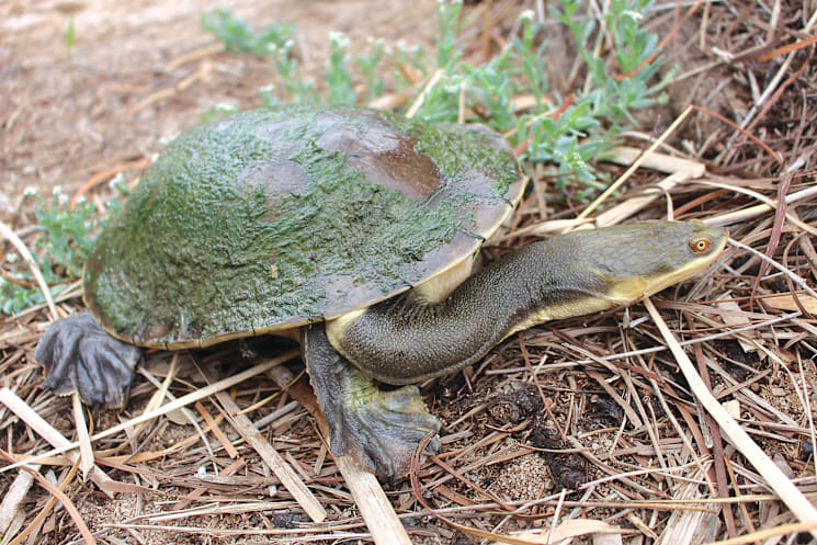 Turtle initiative named as national award finalist