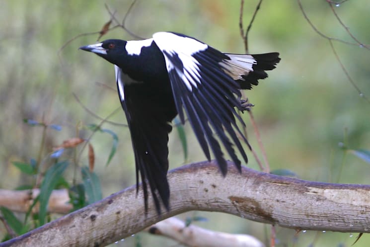 Magpie swooping season takes off
