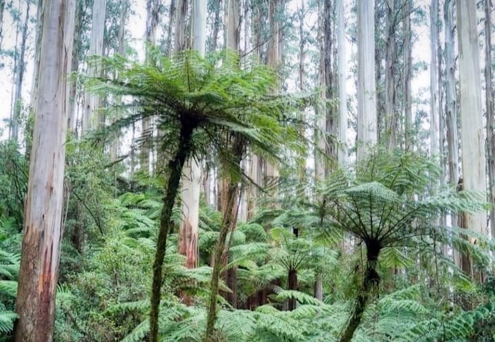 ‘Critically endangered’ Slender Tree-ferns saved at Turtons Creek