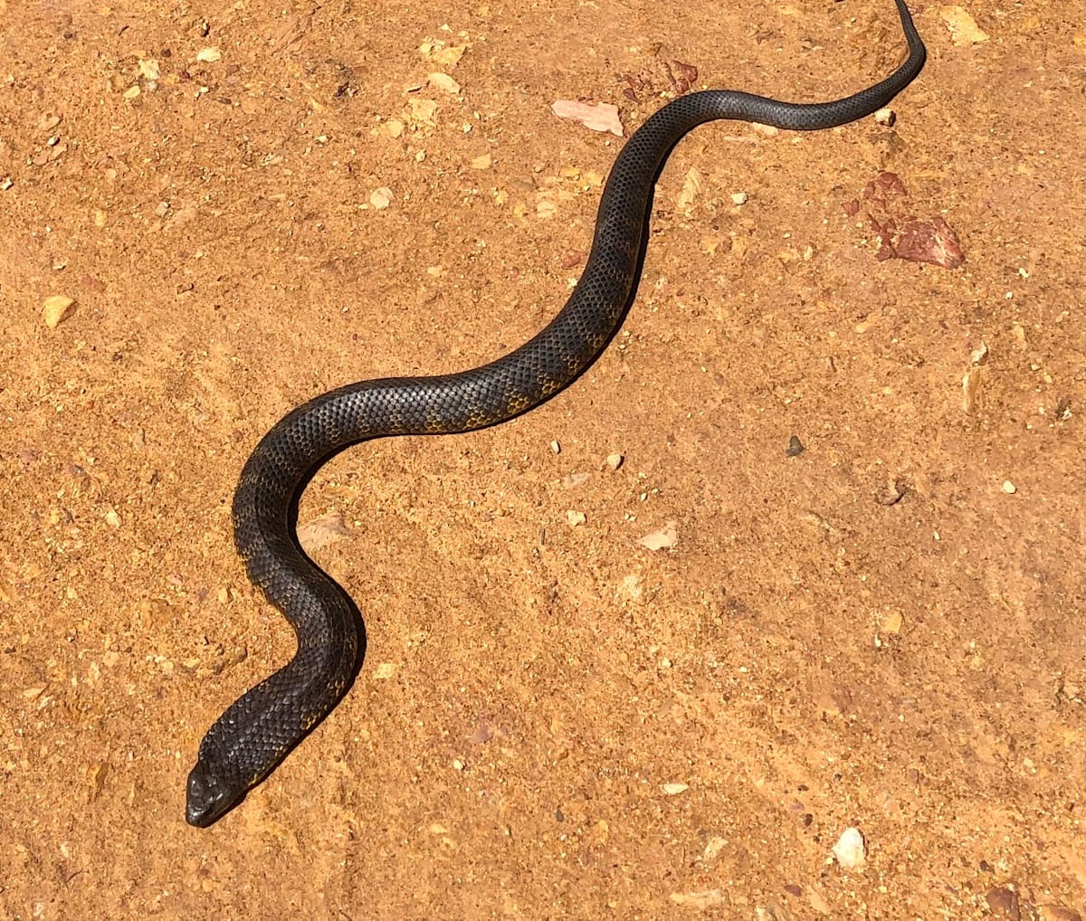 Snakes out as weather warms