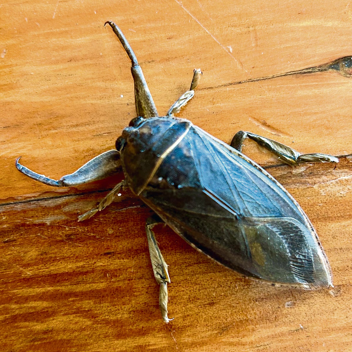 The Beauty of Life - the Electric Light Bug