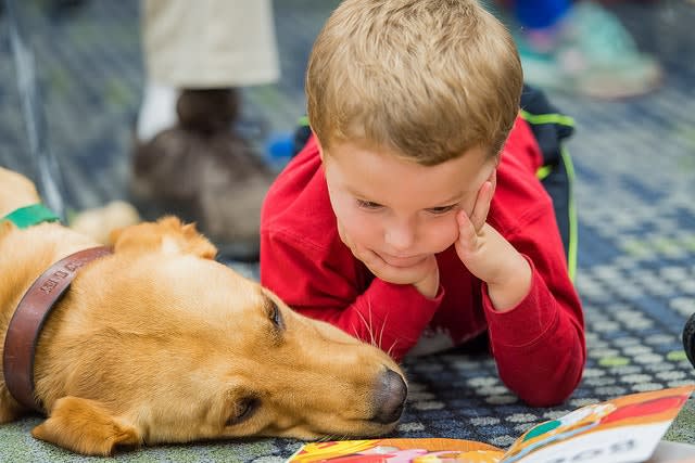 Therapy dogs helping students cope in schools - Monash Lens
