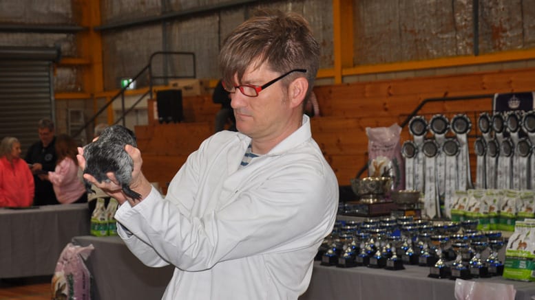 Cavy Show biggest in southern hemisphere