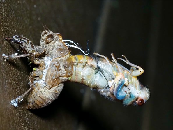 How a cicada comes out of its shell