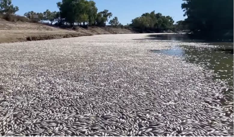 Chief Scientist & Engineer to hold inquiry into Menindee fish kill