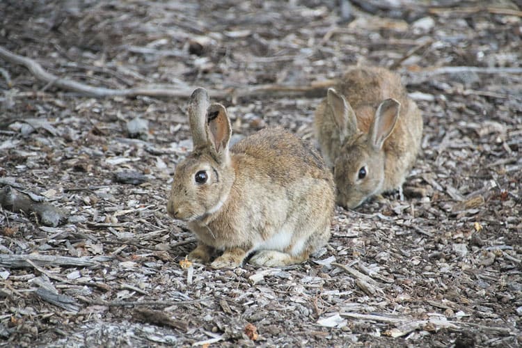 Citizen scientists hop to it with rabbit virus tracking project Citizen scientists hop to it with rabbit virus tracking project