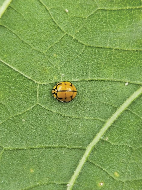 Ninja Turtle ladybug