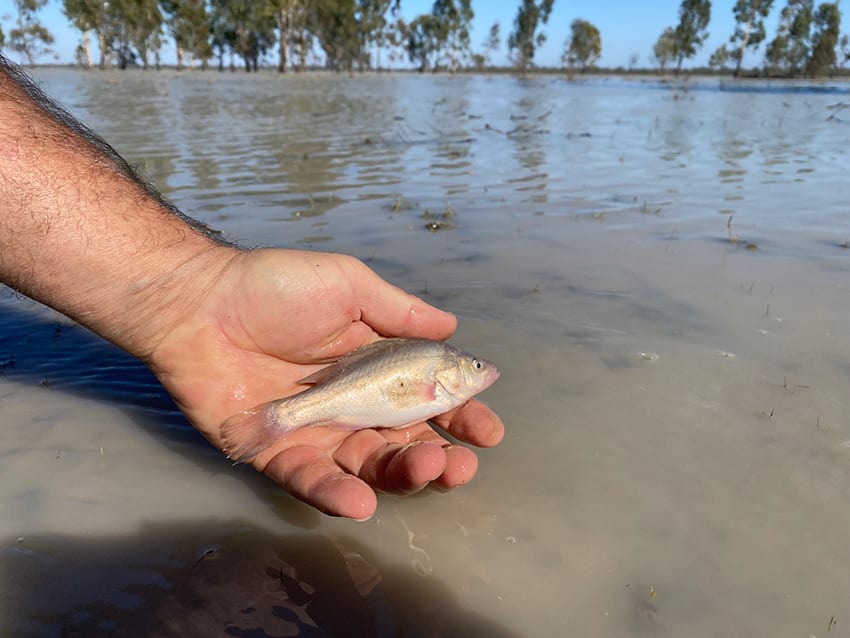 Monitoring Our Floodplain Ecosystem