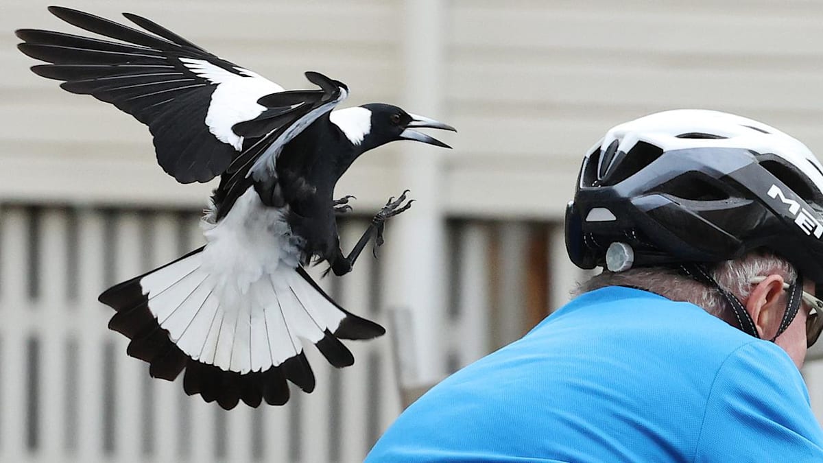 Magpie swooping season begins across the Bay