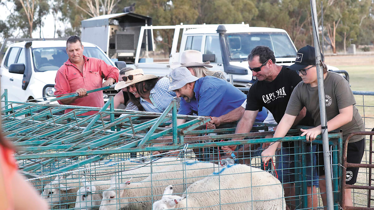 Sheep Races a Sell Out!