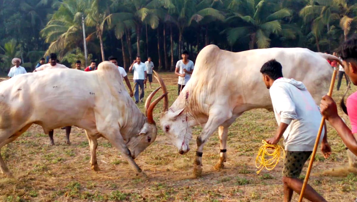 Inside India’s ox fighting underground - MOJO News