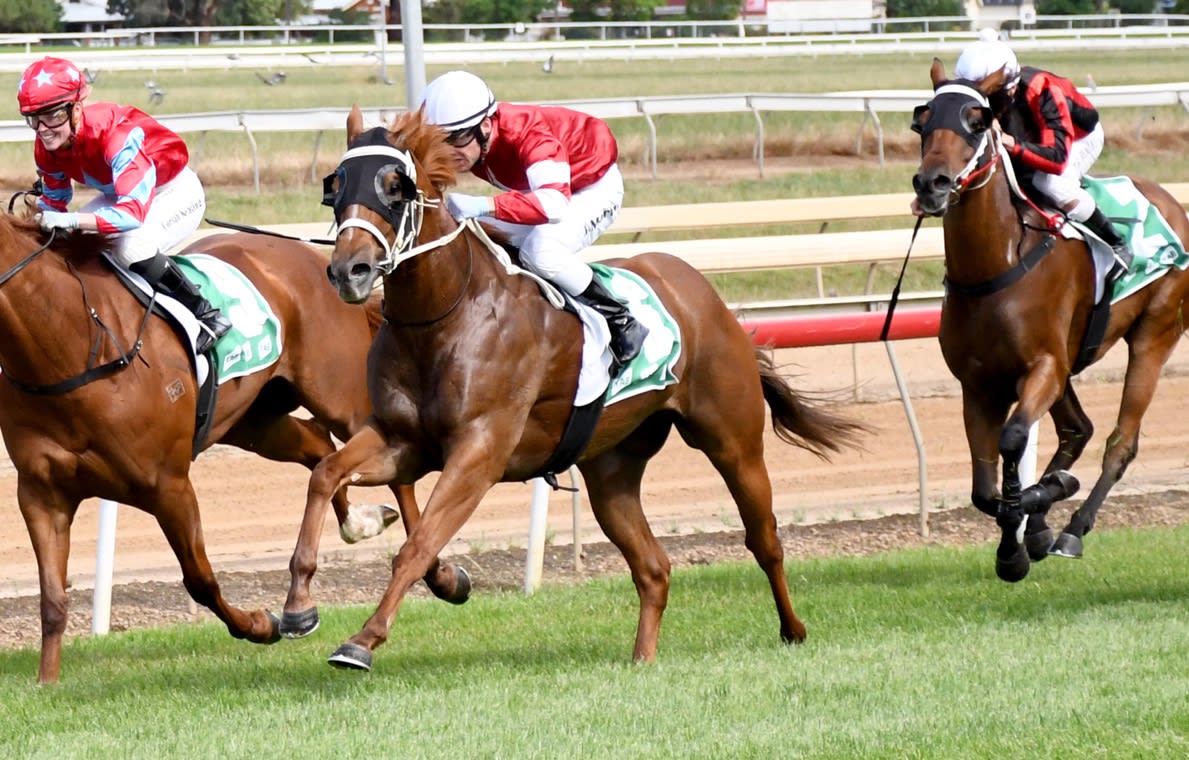 Local horses on show for cup day meet