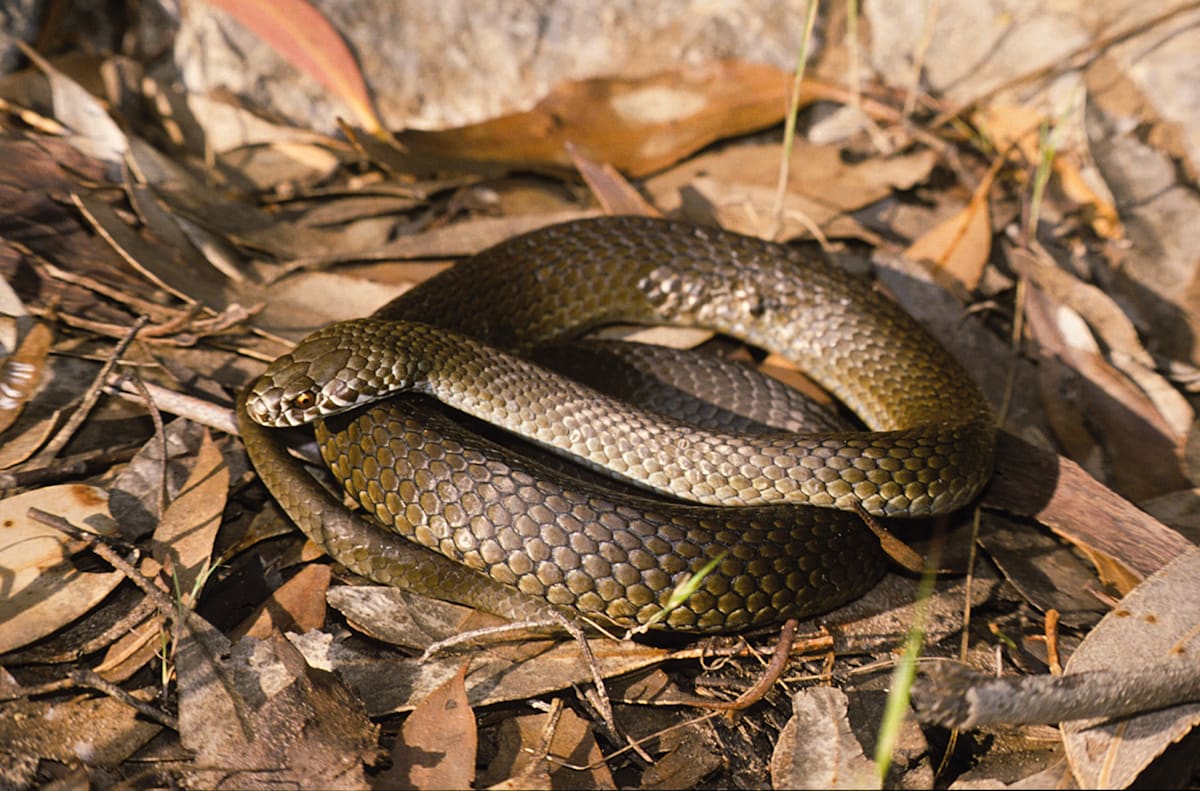 Sssup? Snakes on the move