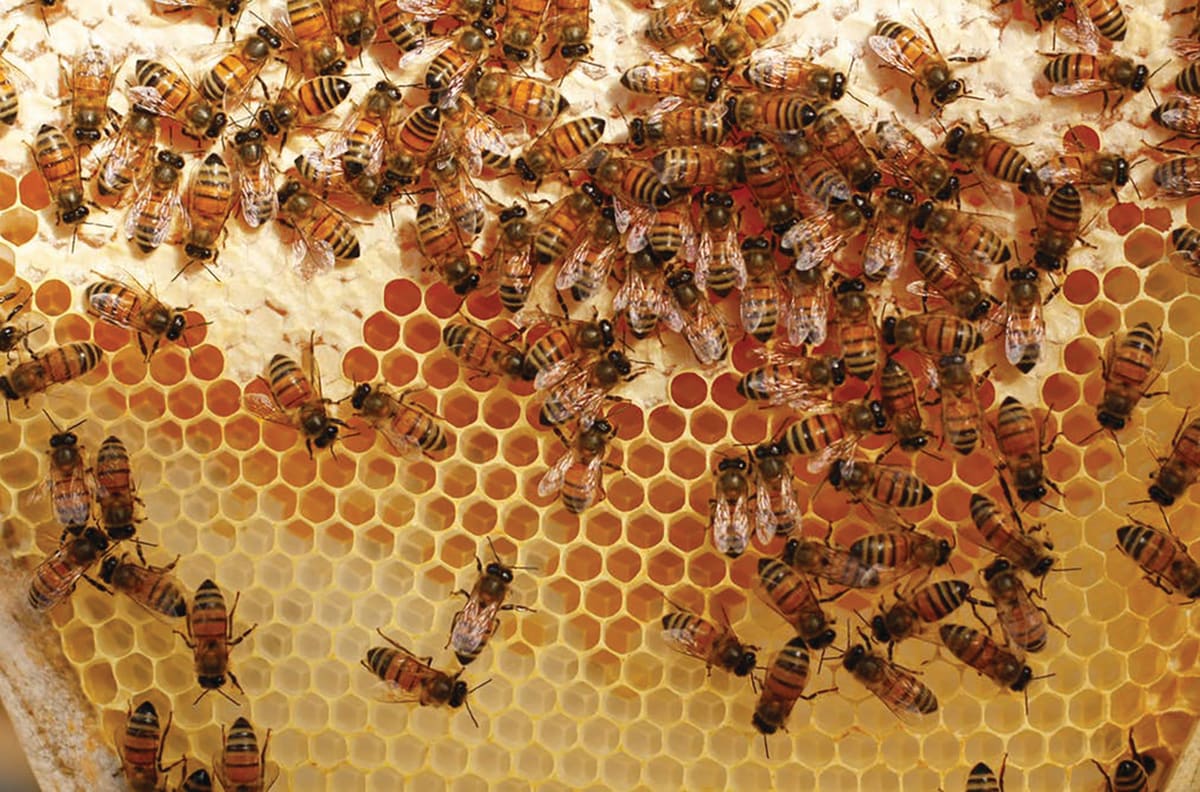 Bees Join an Elite Group of Species that Understand the Concept of Zero ... Bees Join an Elite Group of Species that Understand the Concept of Zero ...