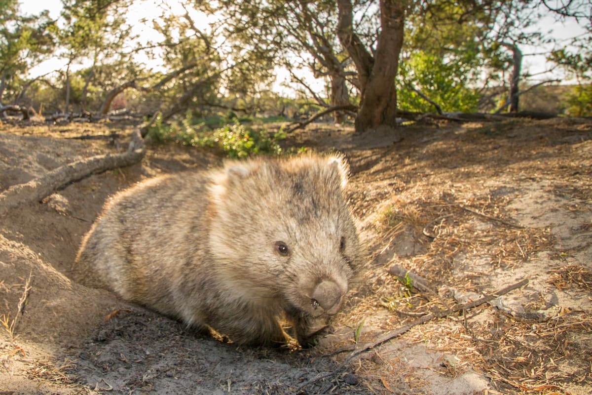 Wombat burrows help other critters survive after fires