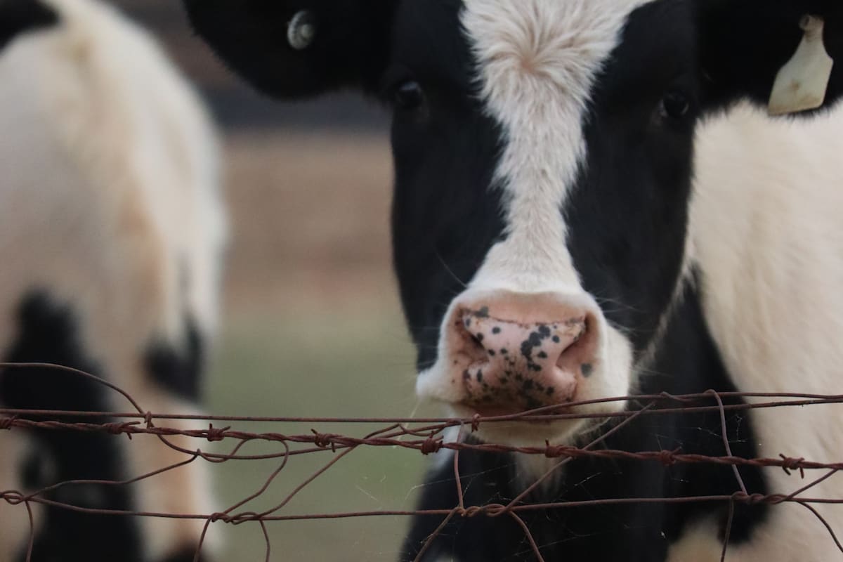 State mobilises to face FMD threat