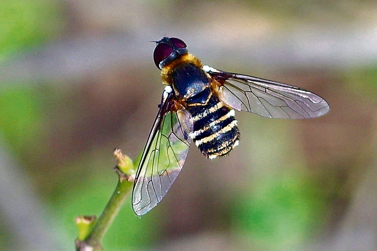 Country Parson: Why The Fly?