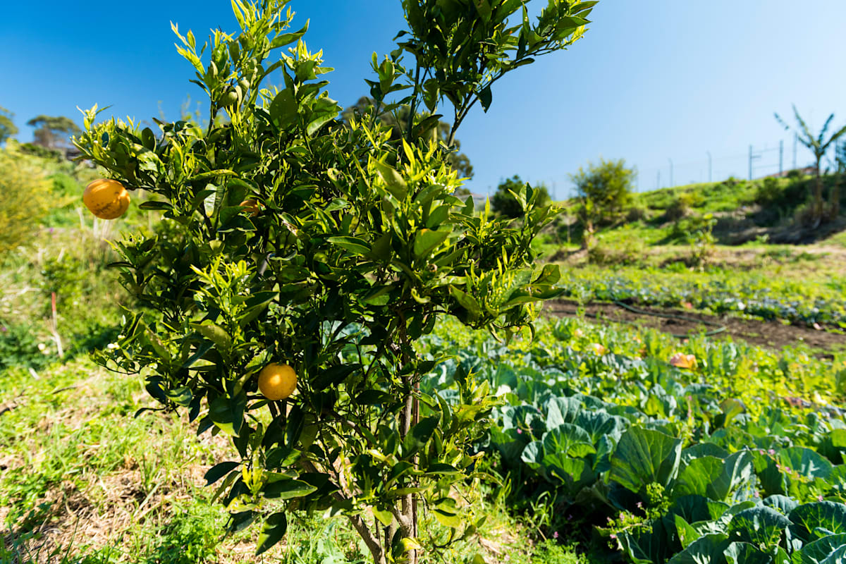 What's in season in September