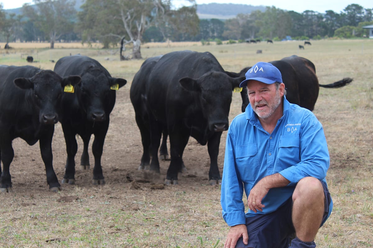 Breeding quality Angus cattle on the Barossa’s doorstep