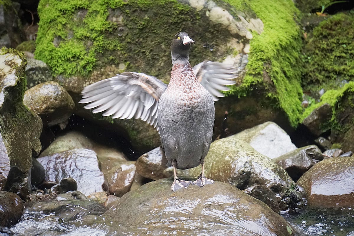 Protecting whio in Waioeka