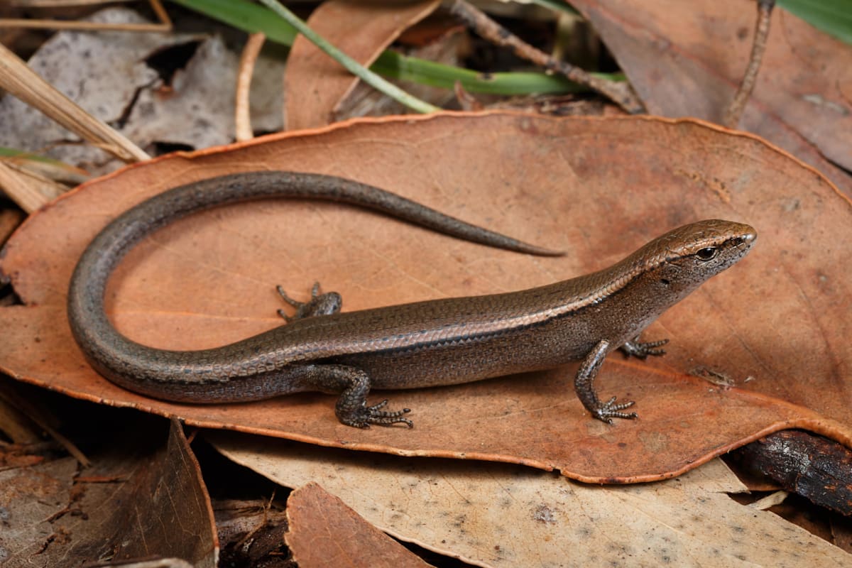 Space invaders: Extrovert lizards’ role in evolution – Monash Lens