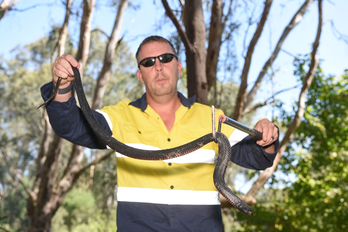 Mark Flack has your back around snakes