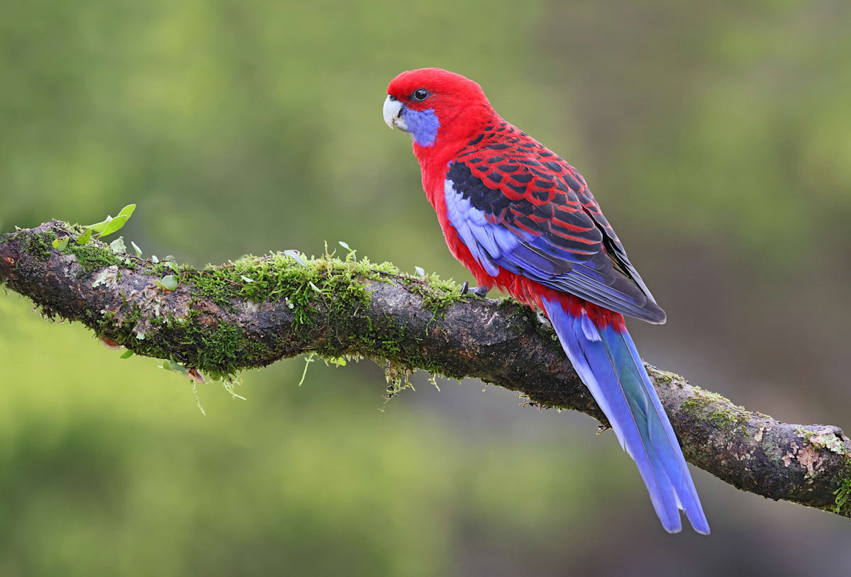 The crowd–pleasing Crimson Rosella