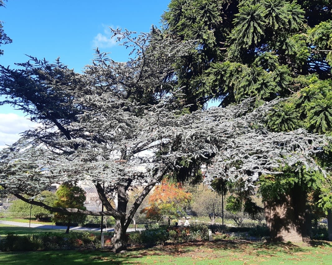 The who’s who of trees