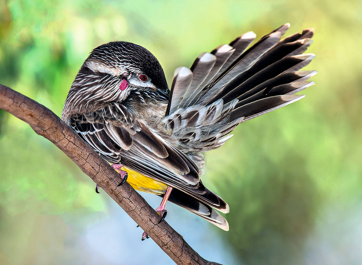 Take a closer look and get ready for Bird Count week