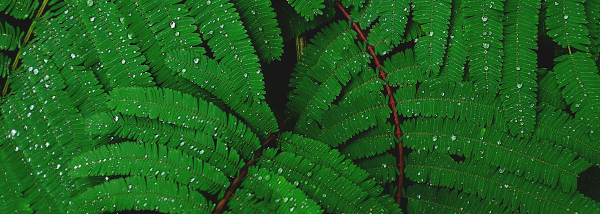 Environment - research & expert insights - Lens - Monash University