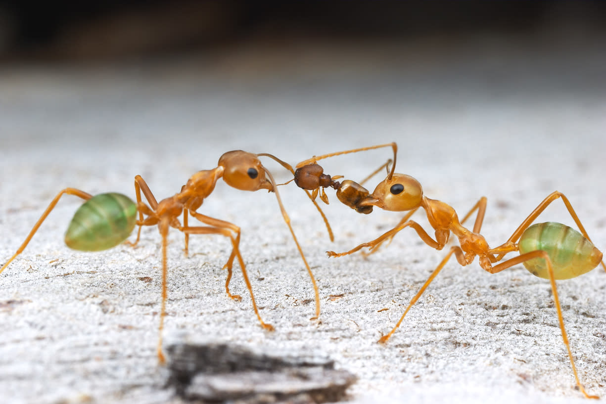 What ants can teach us about collaboration – Monash Lens What ants can teach us about collaboration – Monash Lens