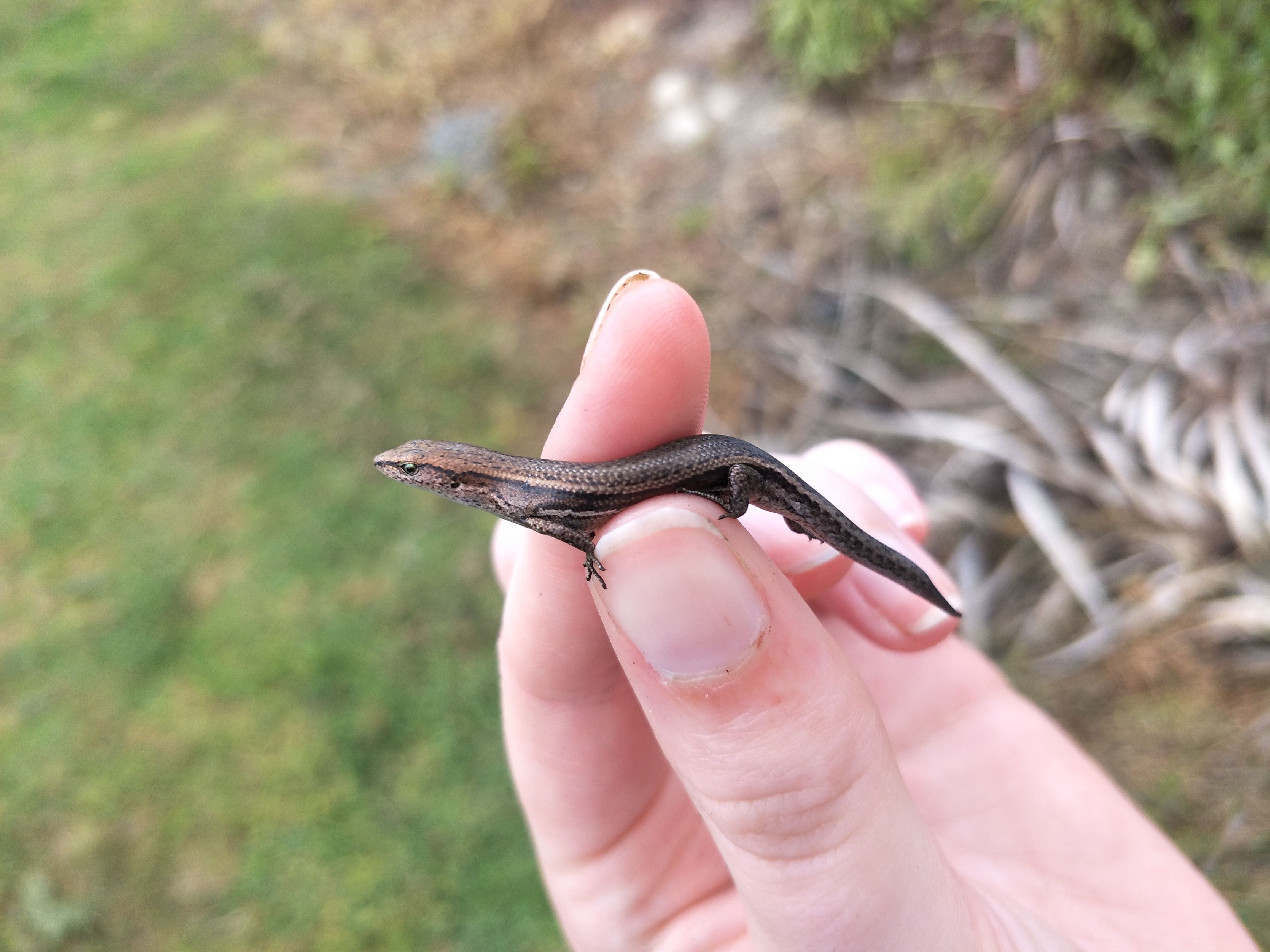 Space invaders: Extrovert lizards’ role in evolution – Monash Lens