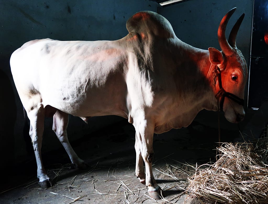 Inside India’s ox fighting underground - MOJO News