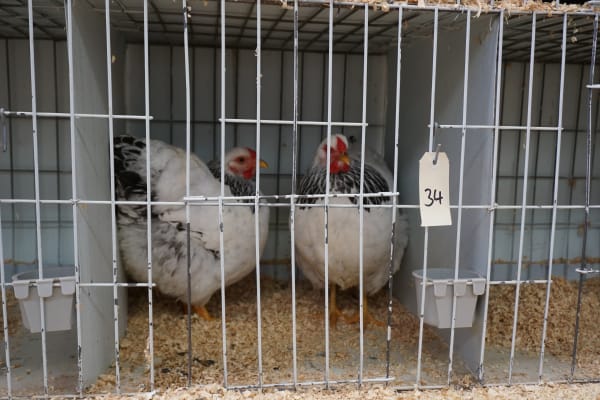 Poultry auction revived again - Gunnedah Times Poultry auction revived again - Gunnedah Times