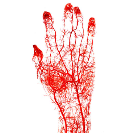 Biometric veins recognition