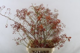Rosehip Corallo Rosefruits | Coloríginz