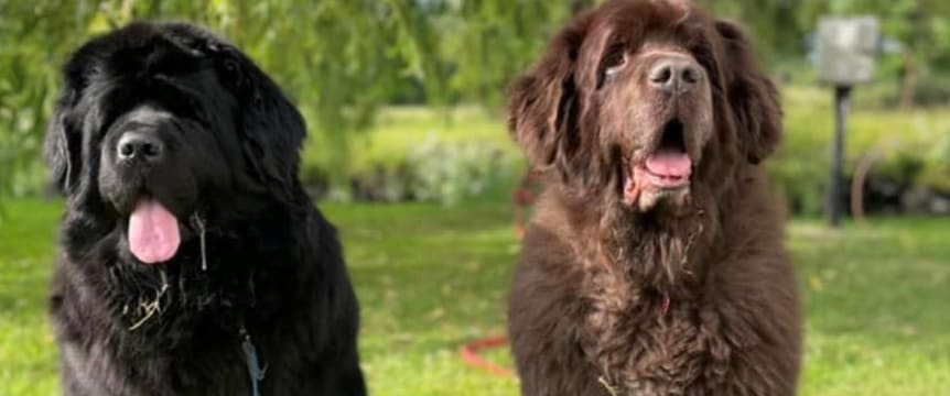 Look Back At WDBC Public Space Protection Orders (PSPO) Consultation ...