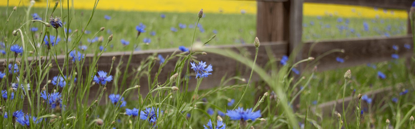 Community Forum - Uttlesford’s Nature Recovery Network Map - Commonplace