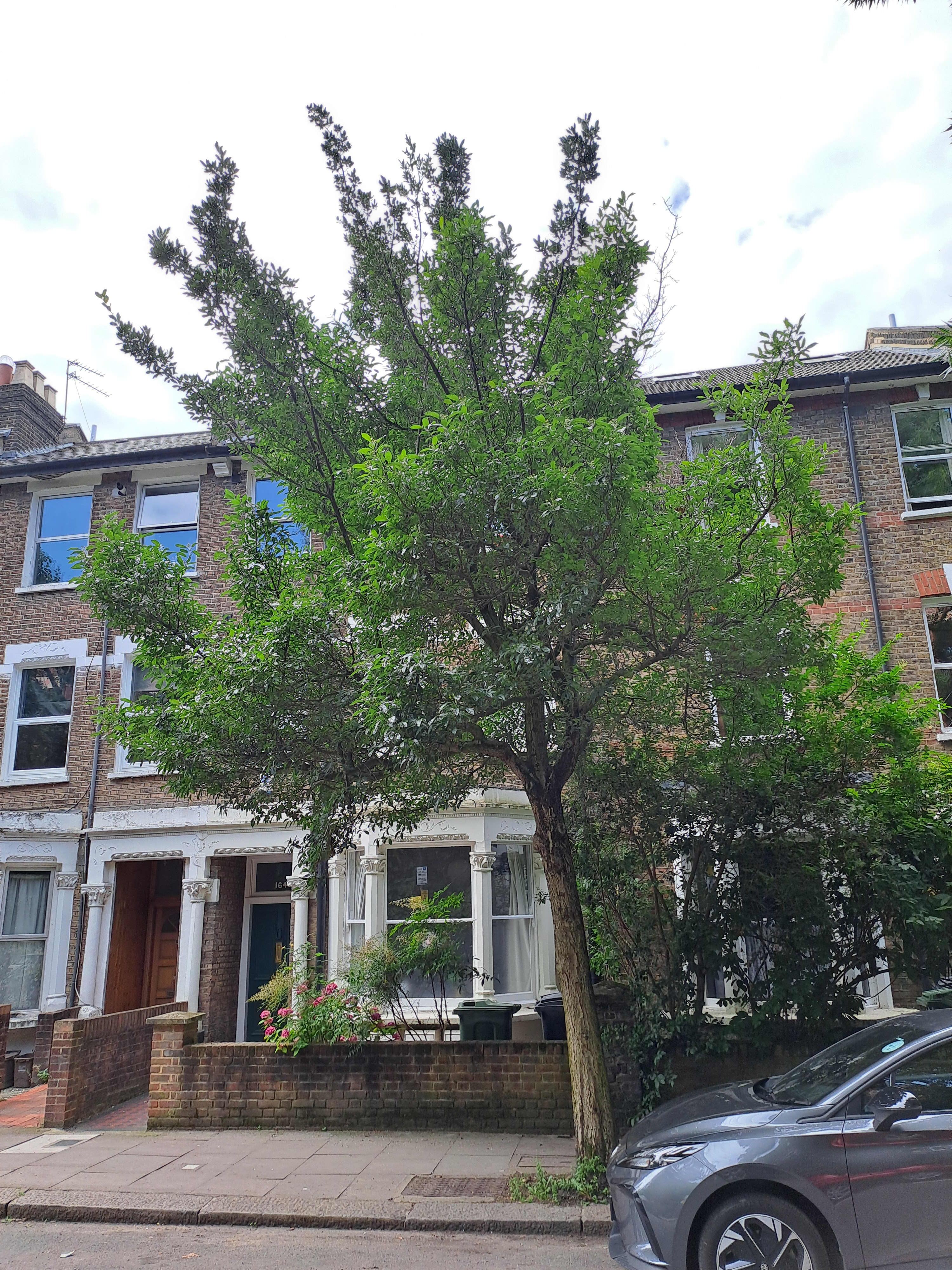 Have Your Say Today - Camden Street Trees - Commonplace