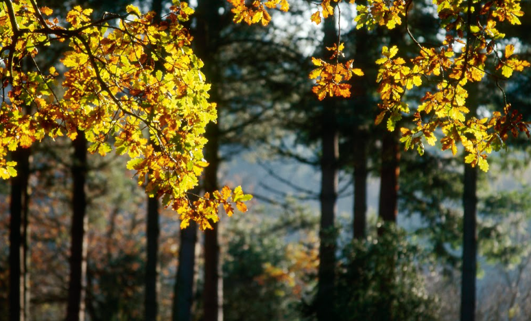 Keep in Touch with Latest News - Breckland Local Plan - Commonplace