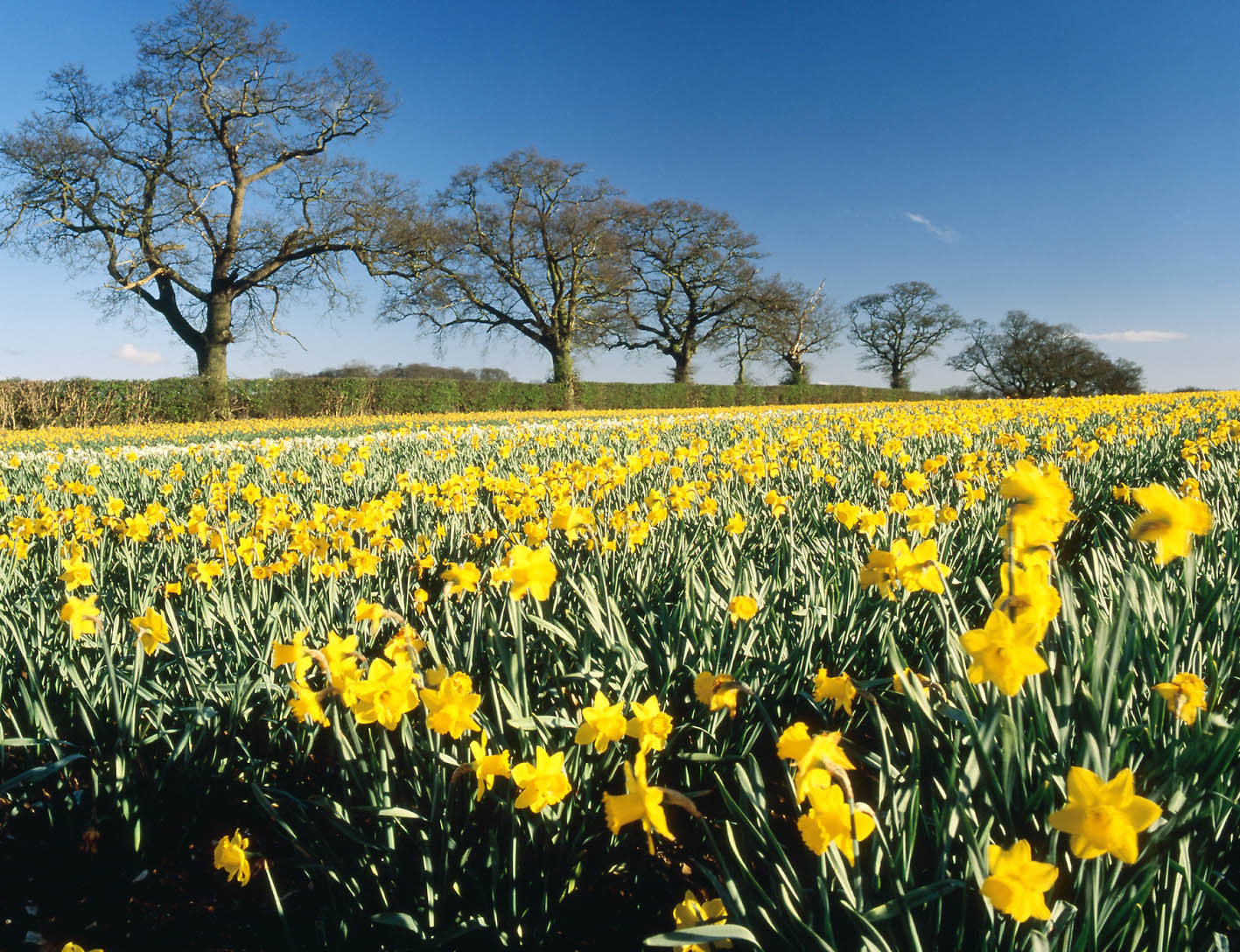 Keep in Touch with Latest News - Breckland Local Plan - Commonplace