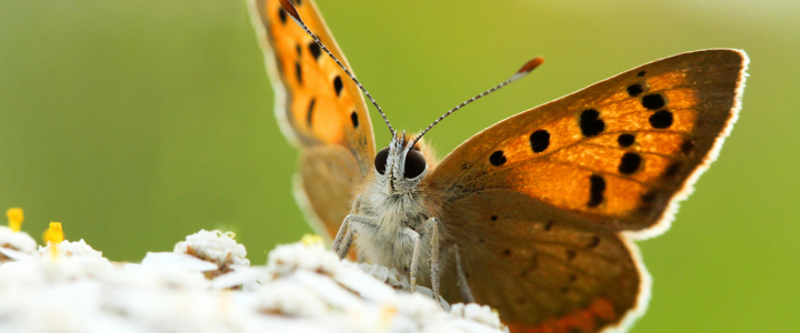 Local Nature Recovery Strategy | Commonplace