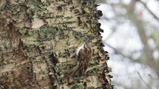 Keep in Touch with Latest News - Haringey’s Ancient Woodlands - Commonplace