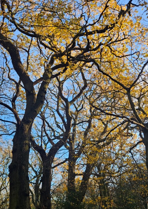 Keep in Touch with Latest News - Haringey’s Ancient Woodlands - Commonplace