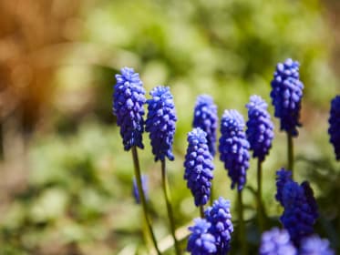 Planter et entretenir les jacinthes | COMPO