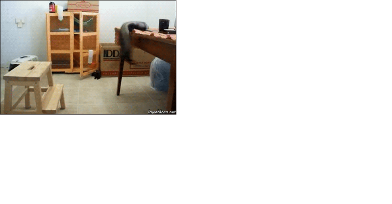 Random gif generator (Giphy API) | AnyMod