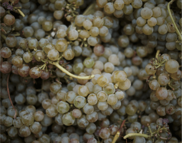 Vidon Vineyard is Now Compris Vineyard