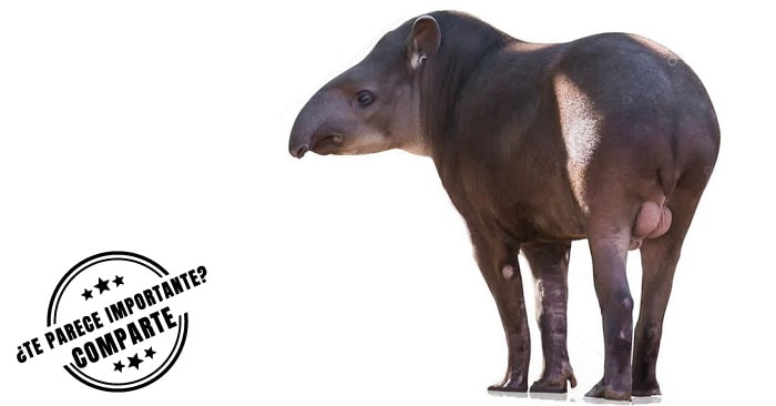 Conoce los dantas amazónicos, una especie clave para el planeta ...